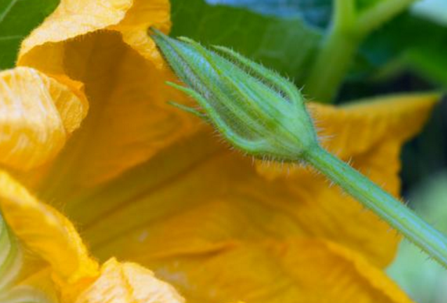 Η διατροφική αξία της κολοκύθας - trikalaIN