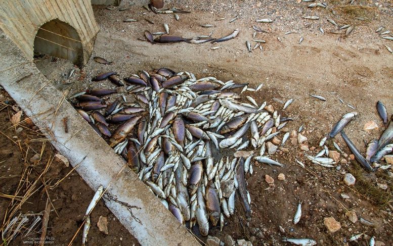 Τρίκαλα: Βγήκαν τα ψάρια στη…στεριά - trikalaIN